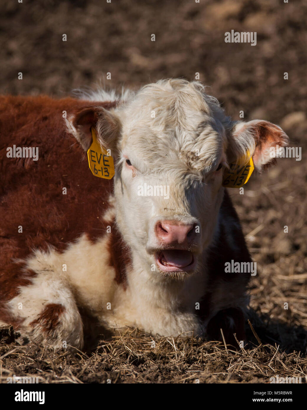 Beef steer in pasture Stock Photo - Alamy