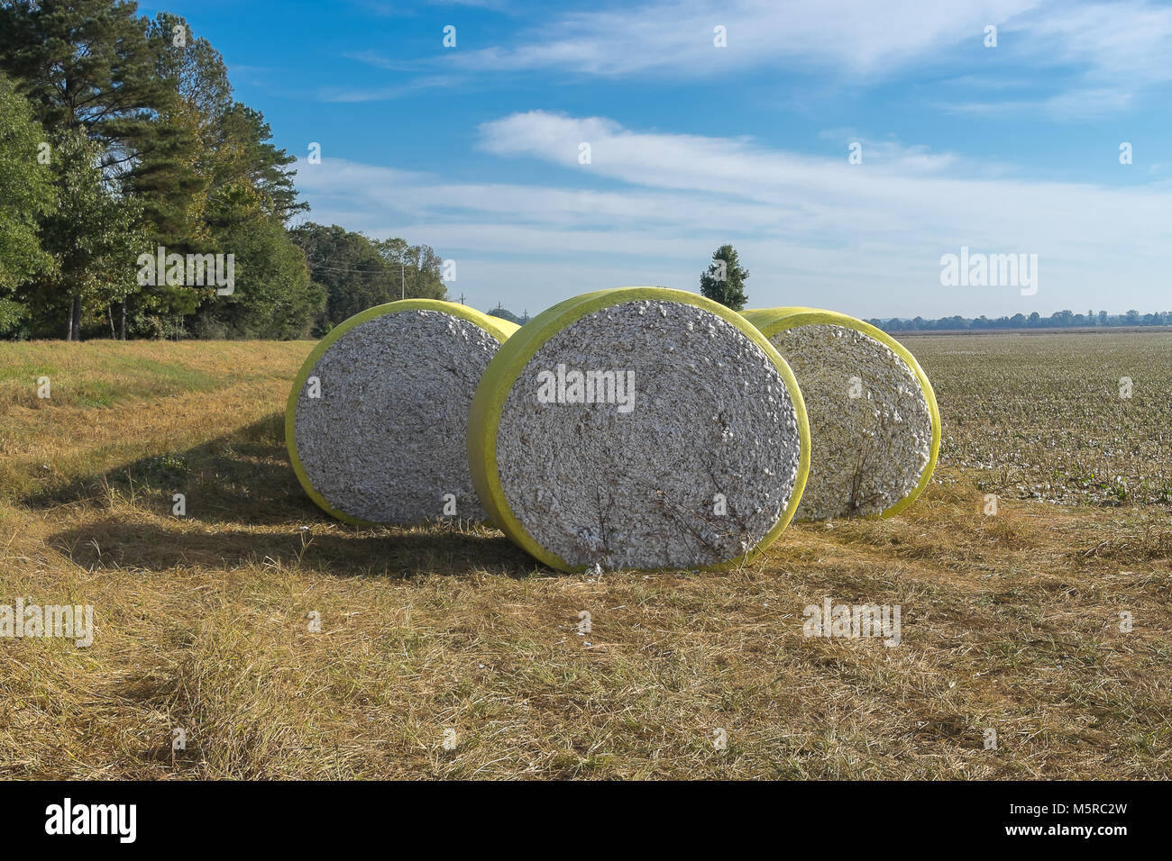 Three round cotton bales in autumn Stock Photo - Alamy