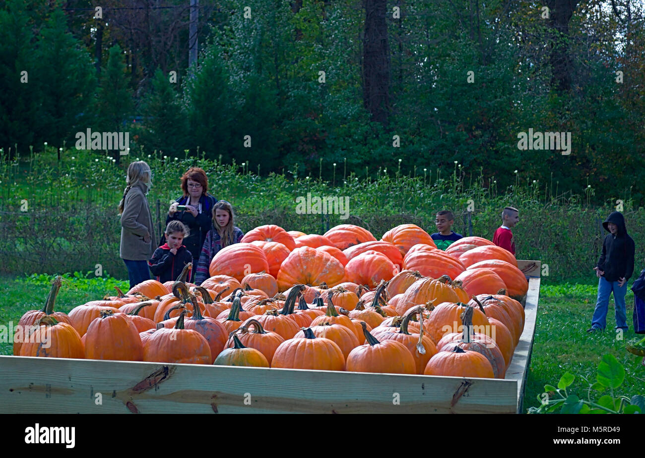 Boy eating pumpkin pie hi-res stock photography and images - Alamy