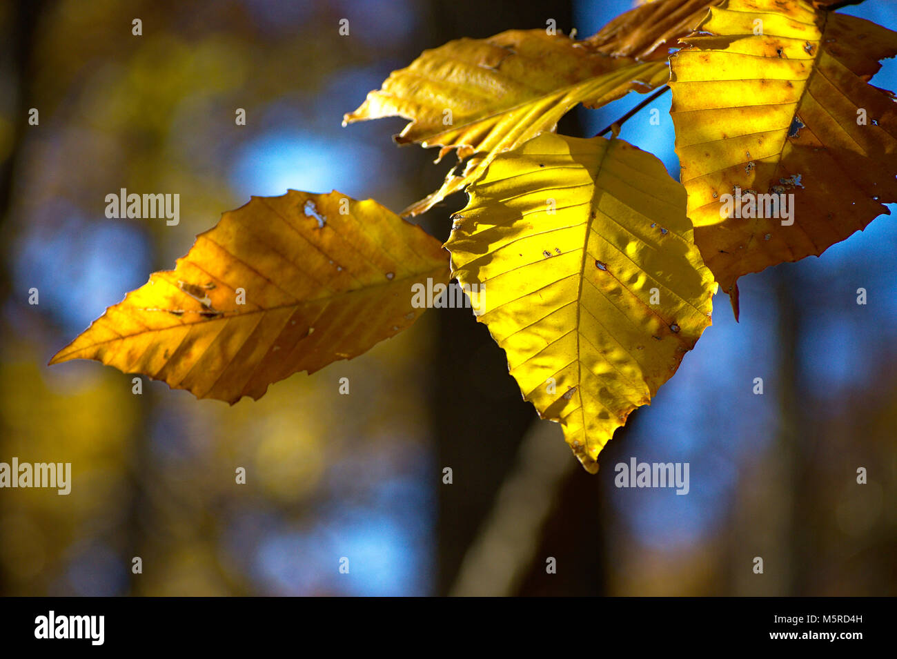 Yellow fall tree leaves Stock Photo - Alamy