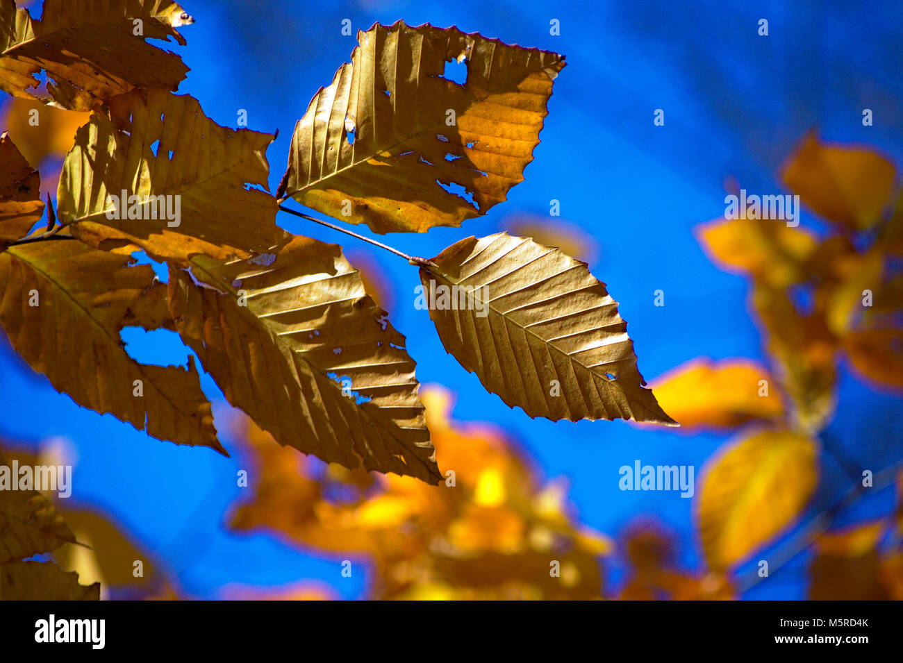 Yellow fall tree leaves Stock Photo - Alamy