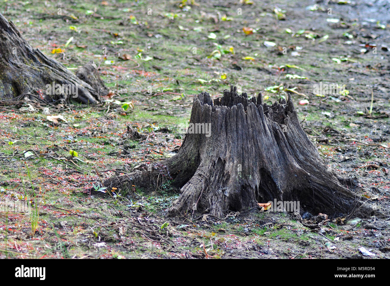 Tree Stump Removal Stock Photos & Tree Stump Removal Stock Images - Alamy