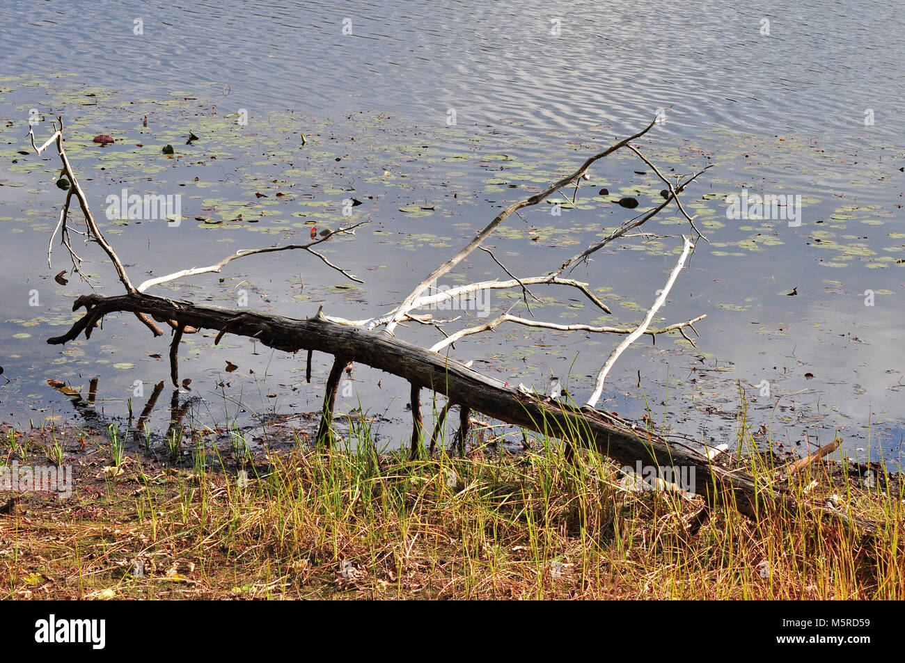 Tree limb decay hi-res stock photography and images - Alamy