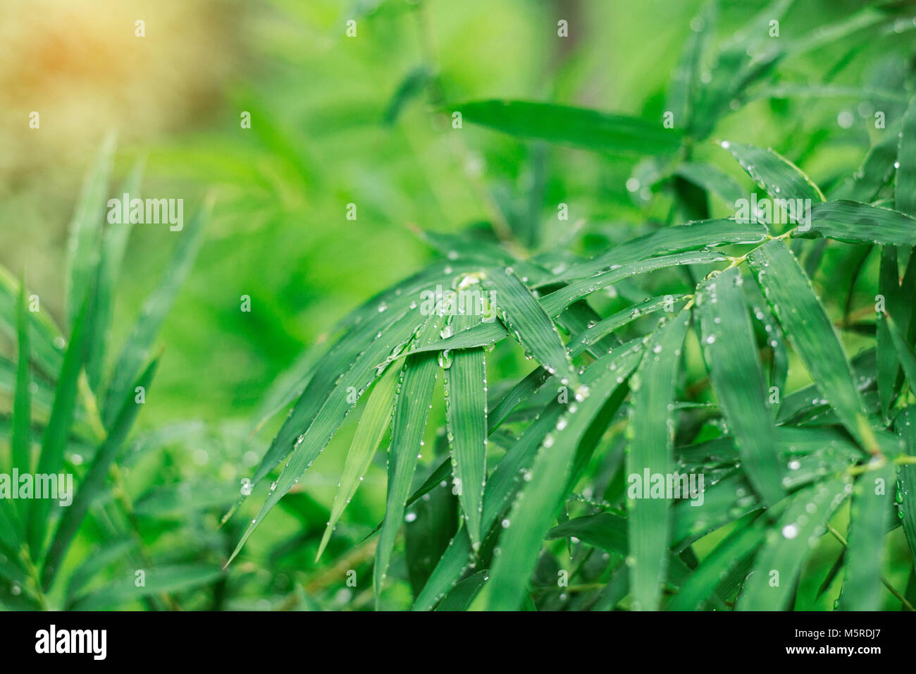Green bamboo leaves with rain water hi-res stock photography and images ...