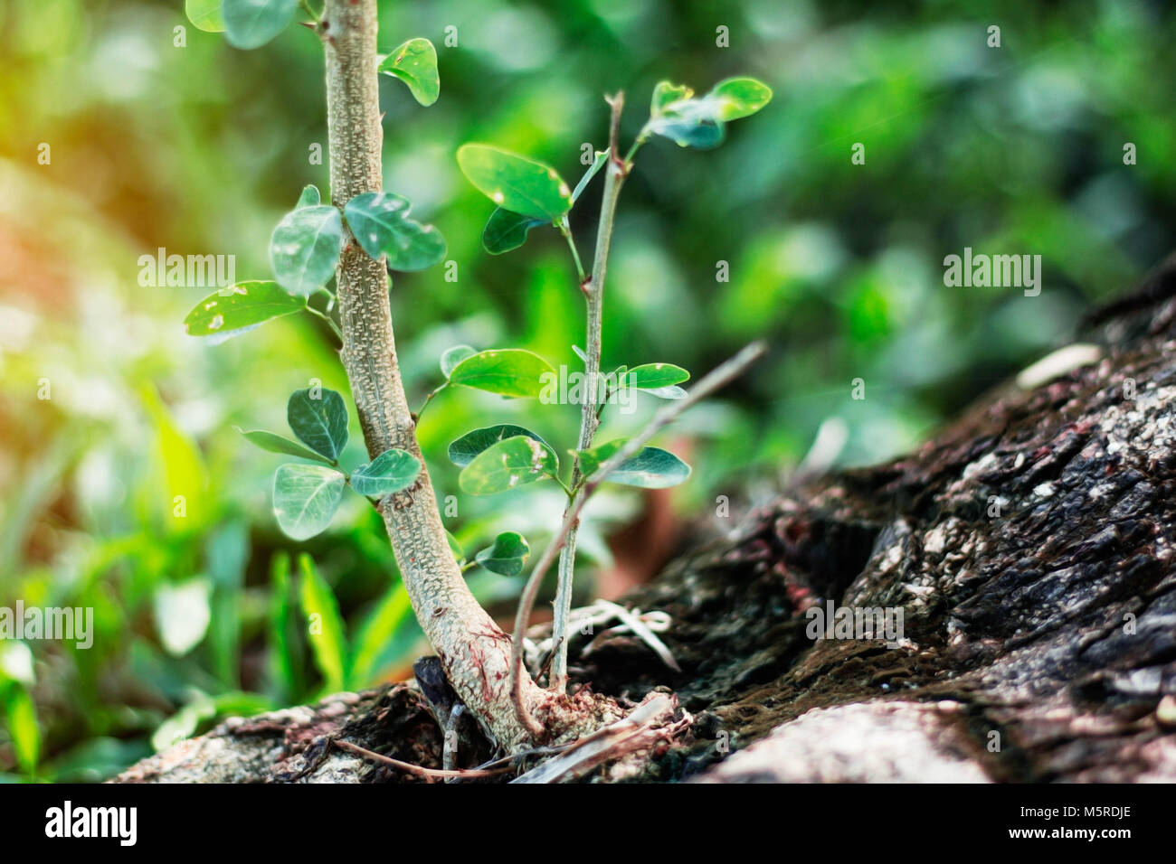 The branches are growing on tree with green of natural Stock Photo - Alamy