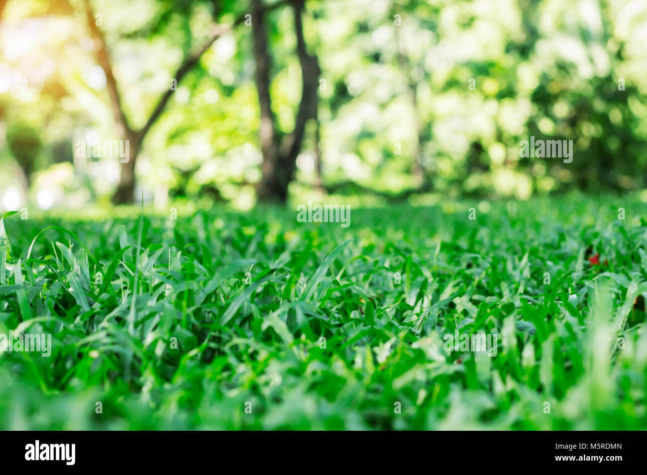 Grass and green nature in the forest Stock Photo - Alamy