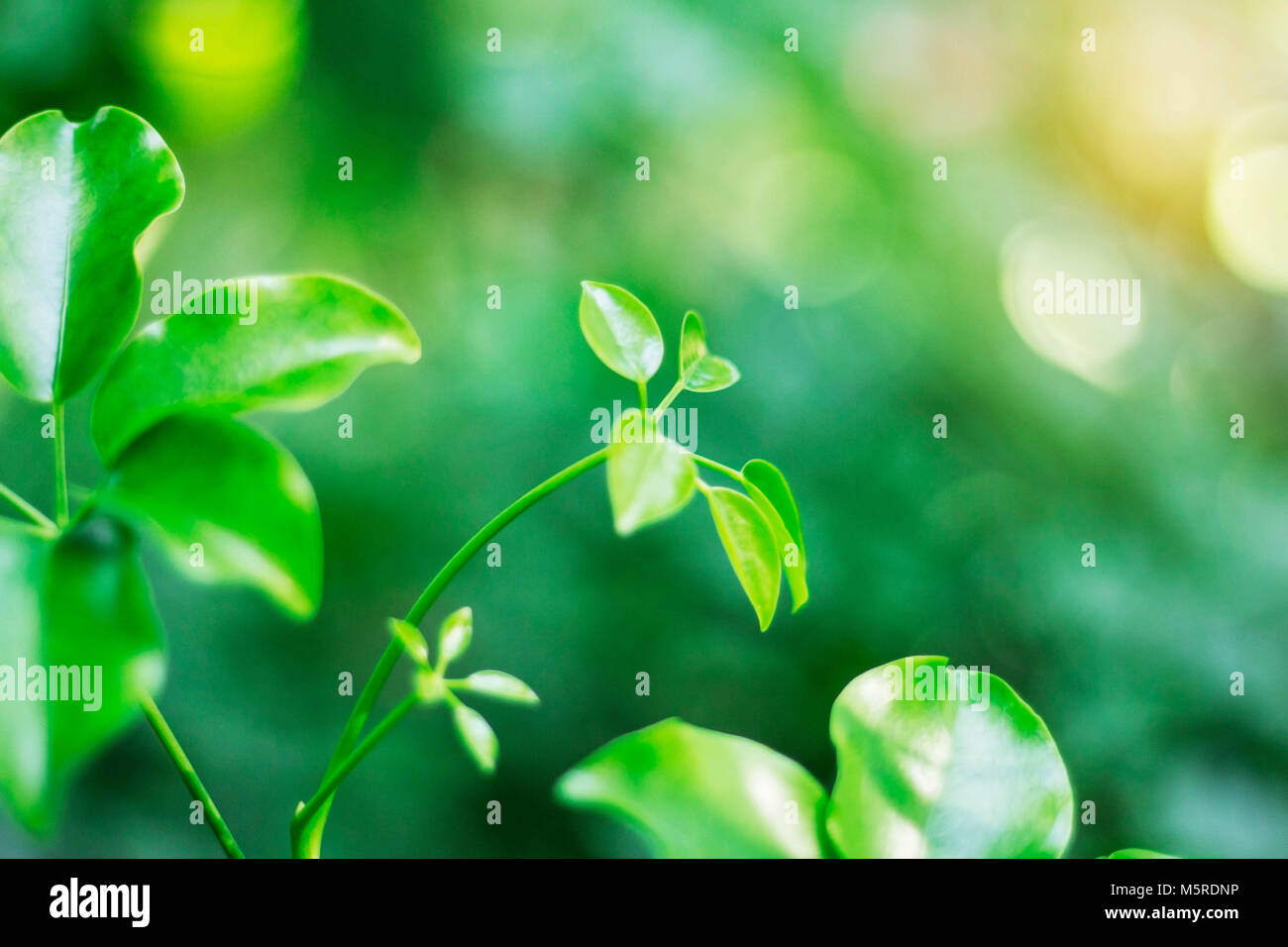 Growing plants with sunlight and natural green Stock Photo - Alamy