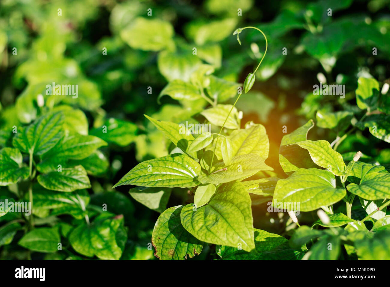 Leaf is a medicinal herb with sunlight Stock Photo - Alamy