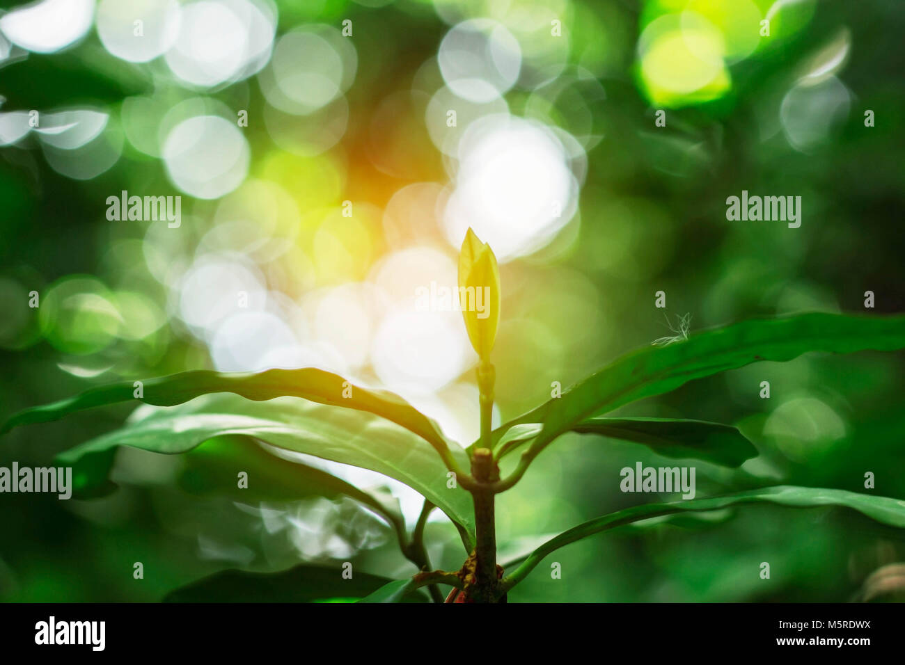 Plant growing with sunlight in the forest Stock Photo - Alamy