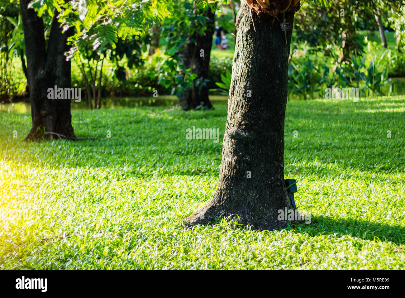 Trees and shadows on lawn at sunlight Stock Photo - Alamy