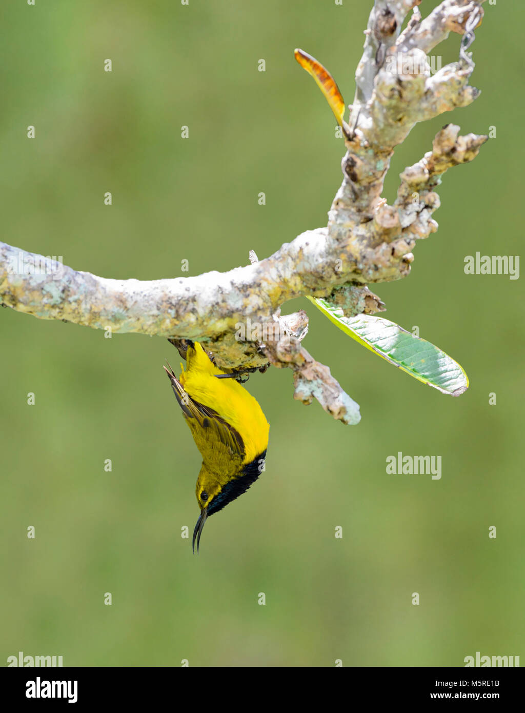 Sunbird bird sitting hi-res stock photography and images - Alamy