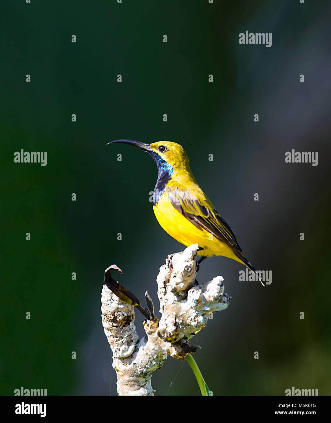 Male Yellow-bellied Sunbird or Olive-backed Sunbird (Nectarinia ...