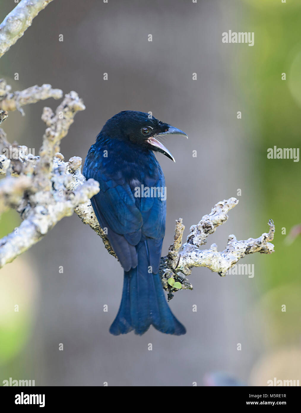 Spangled Drongo (Dicrurus bracteatus) on a perch, Queensland, QLD ...