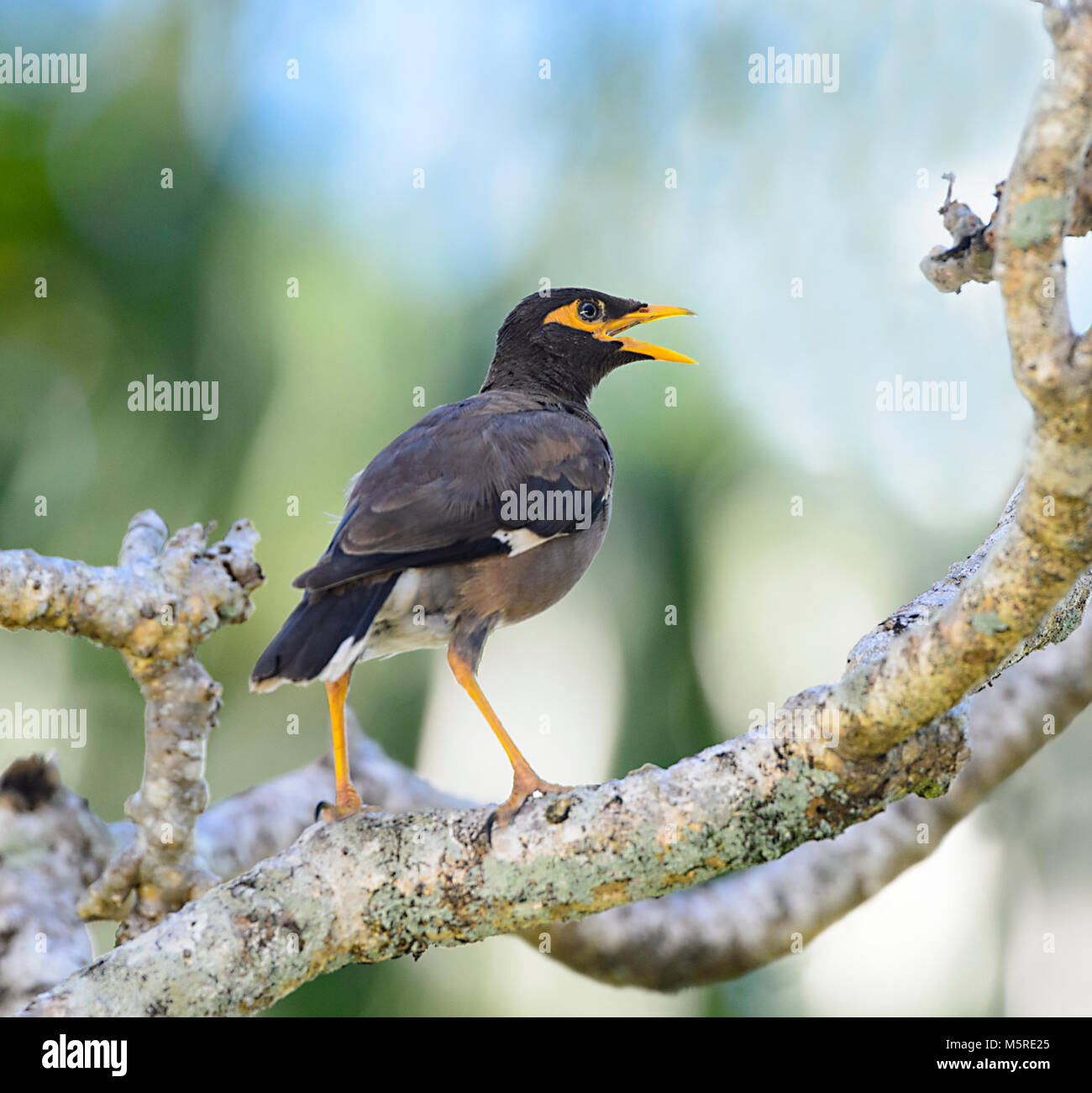 Common Myna High Resolution Stock Photography and Images - Alamy