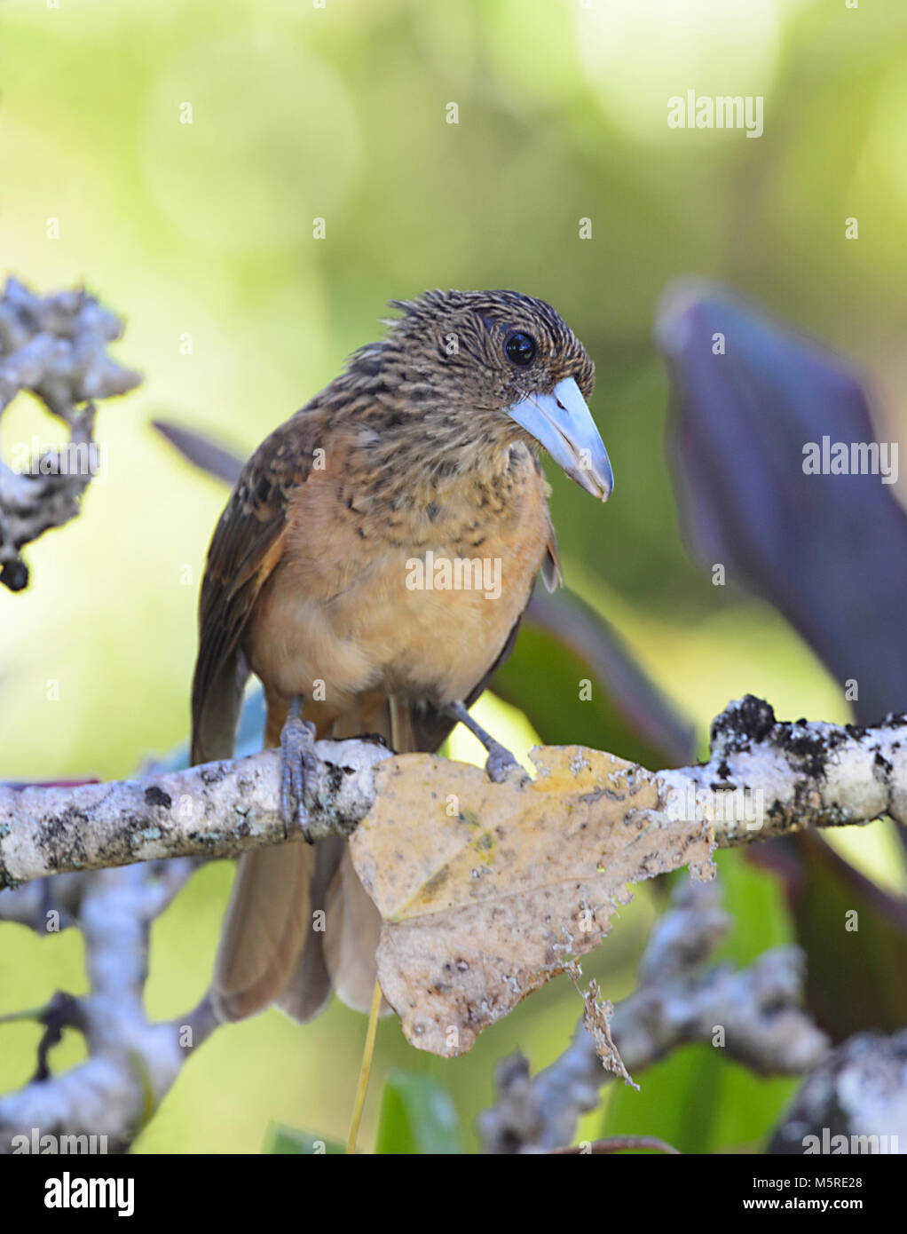 Black butcherbird hi-res stock photography and images - Alamy