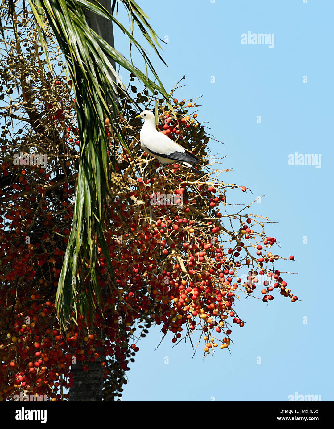 Pied Imperial-Pigeon (Ducula bicolor) on ripe palm tree fruit, Far ...