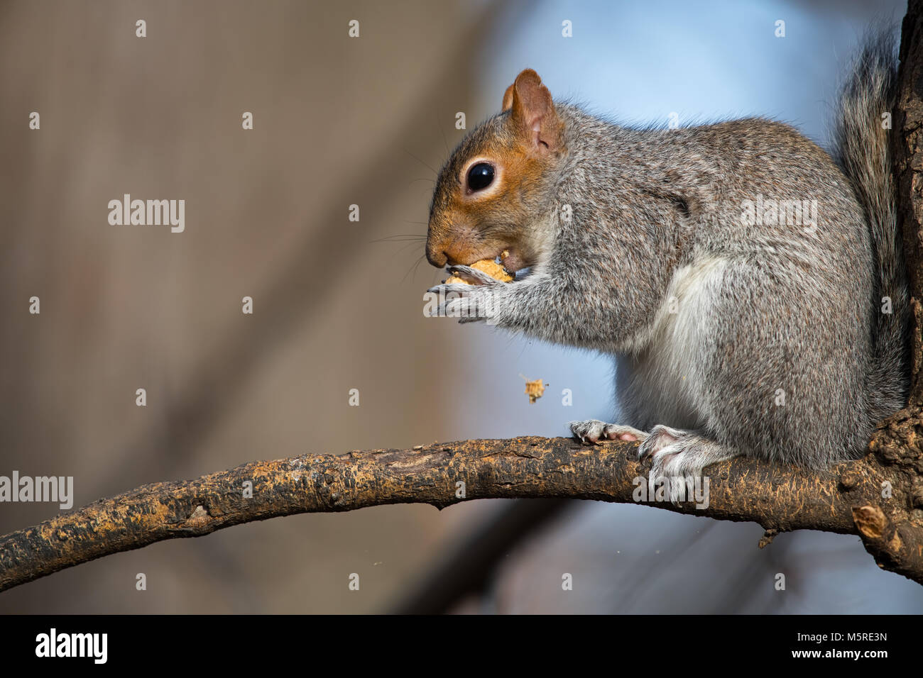 Eastern grey squirrel eating hi-res stock photography and images - Alamy