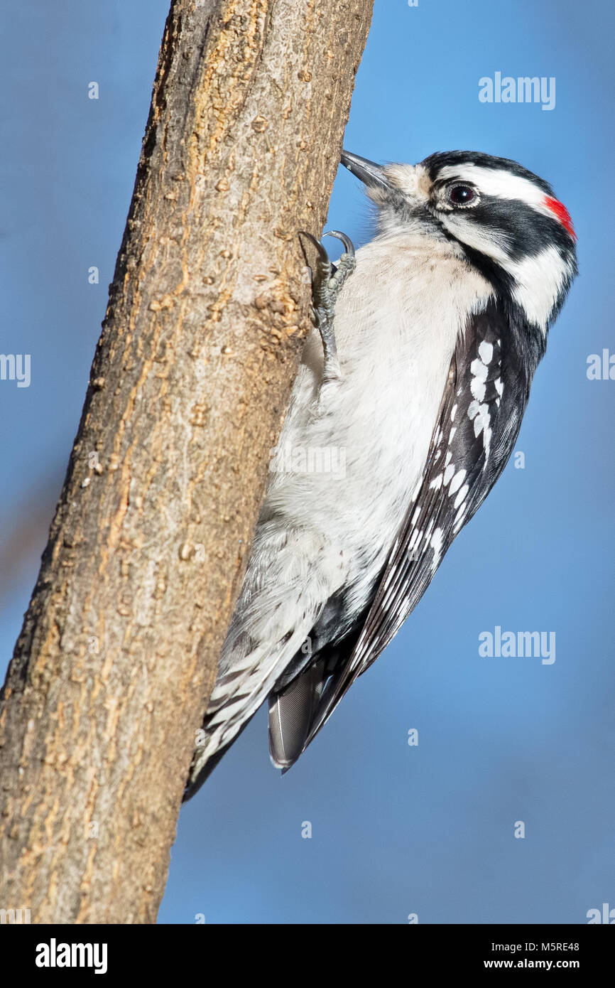 Male Downy Woodpecker Stock Photo - Alamy
