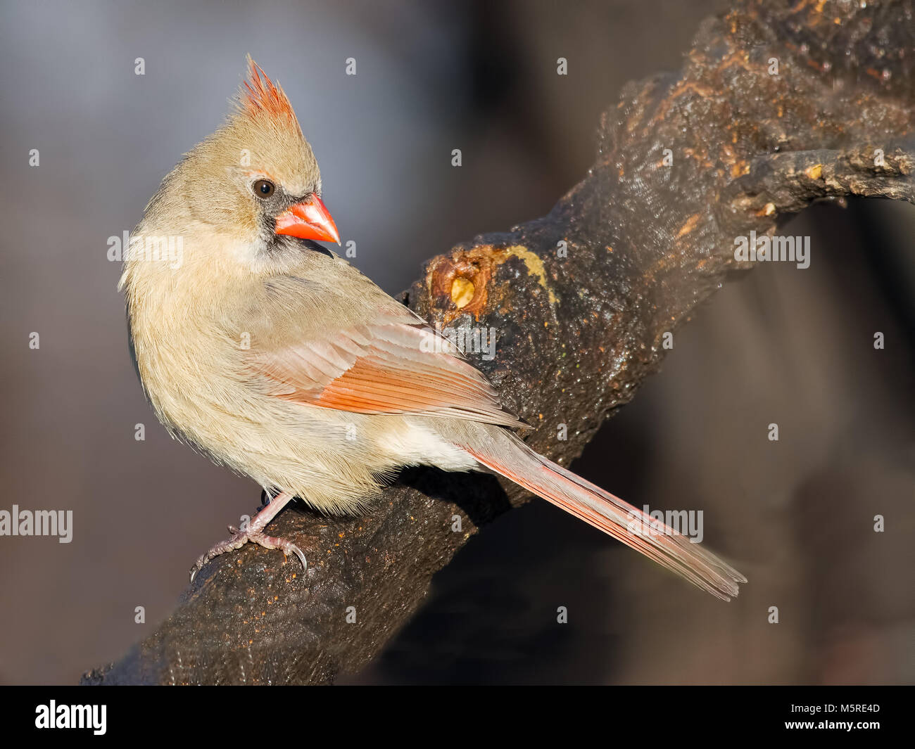Female Northern Cardinal Stock Photo - Alamy