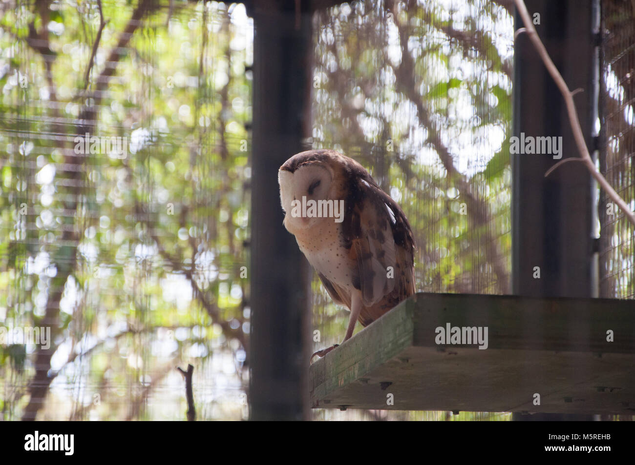Perched on platform hi-res stock photography and images - Alamy