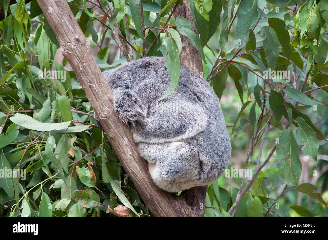Koala Sleeping In A Tree Stock Photo - Alamy