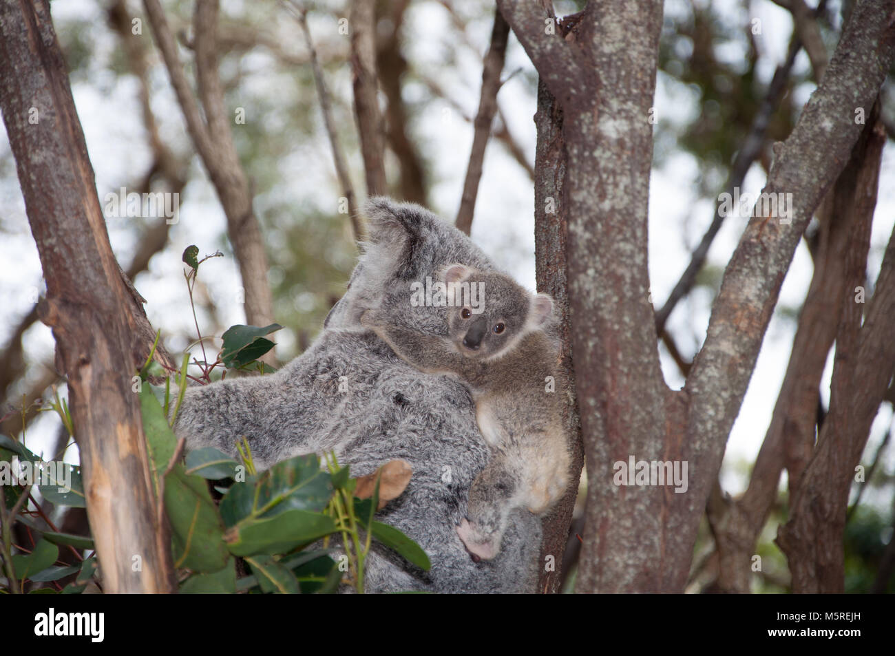 Koala baby hi-res stock photography and images - Alamy