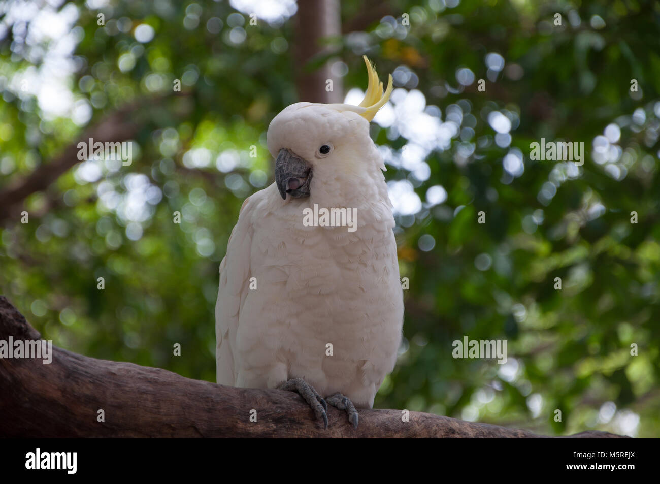 White cockatoo hi-res stock photography and images - Alamy