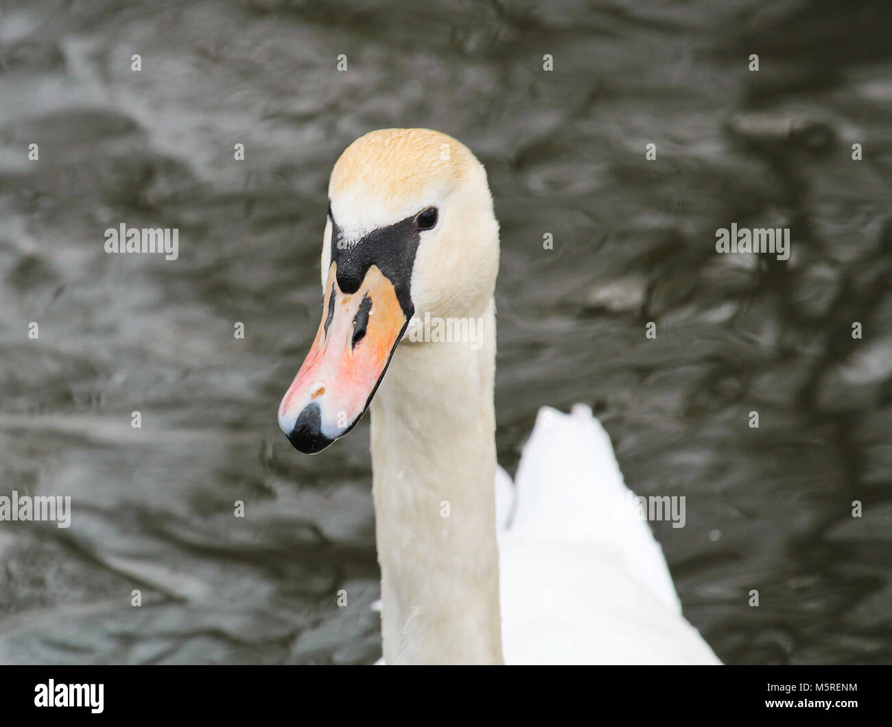 Head of swan on winter river, close up photo Stock Photo - Alamy