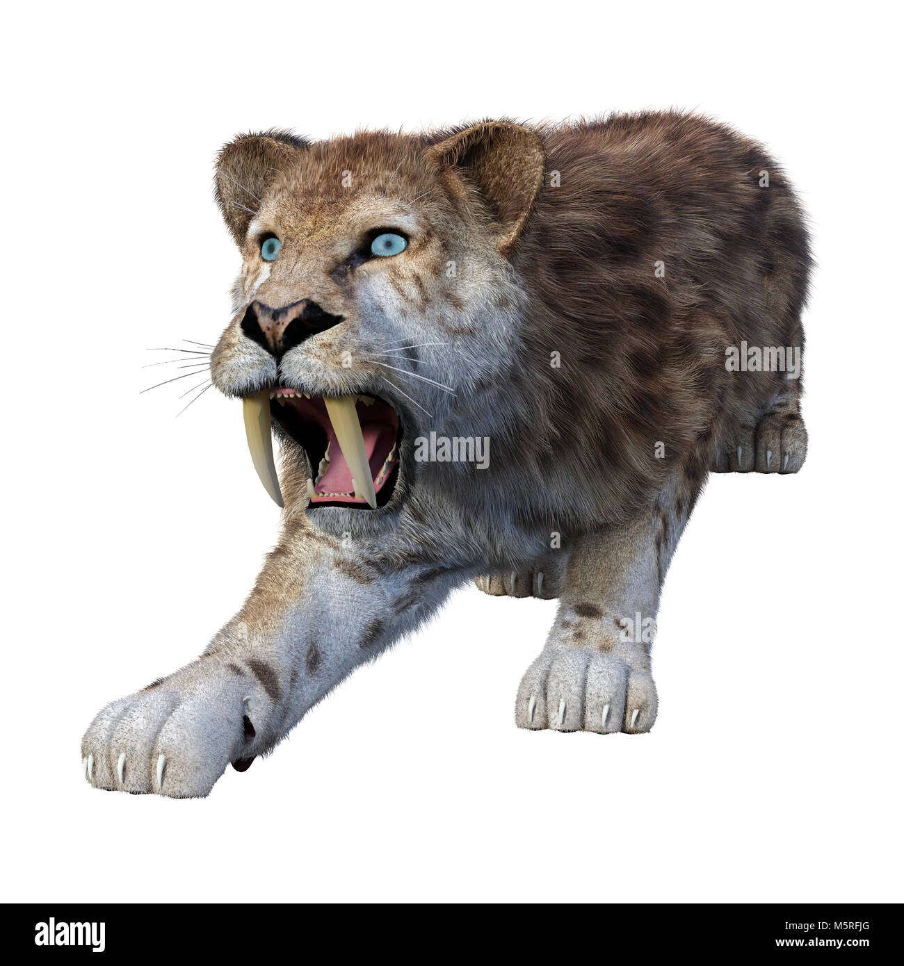 3D rendering of a sabertooth tiger isolated on white background Stock ...