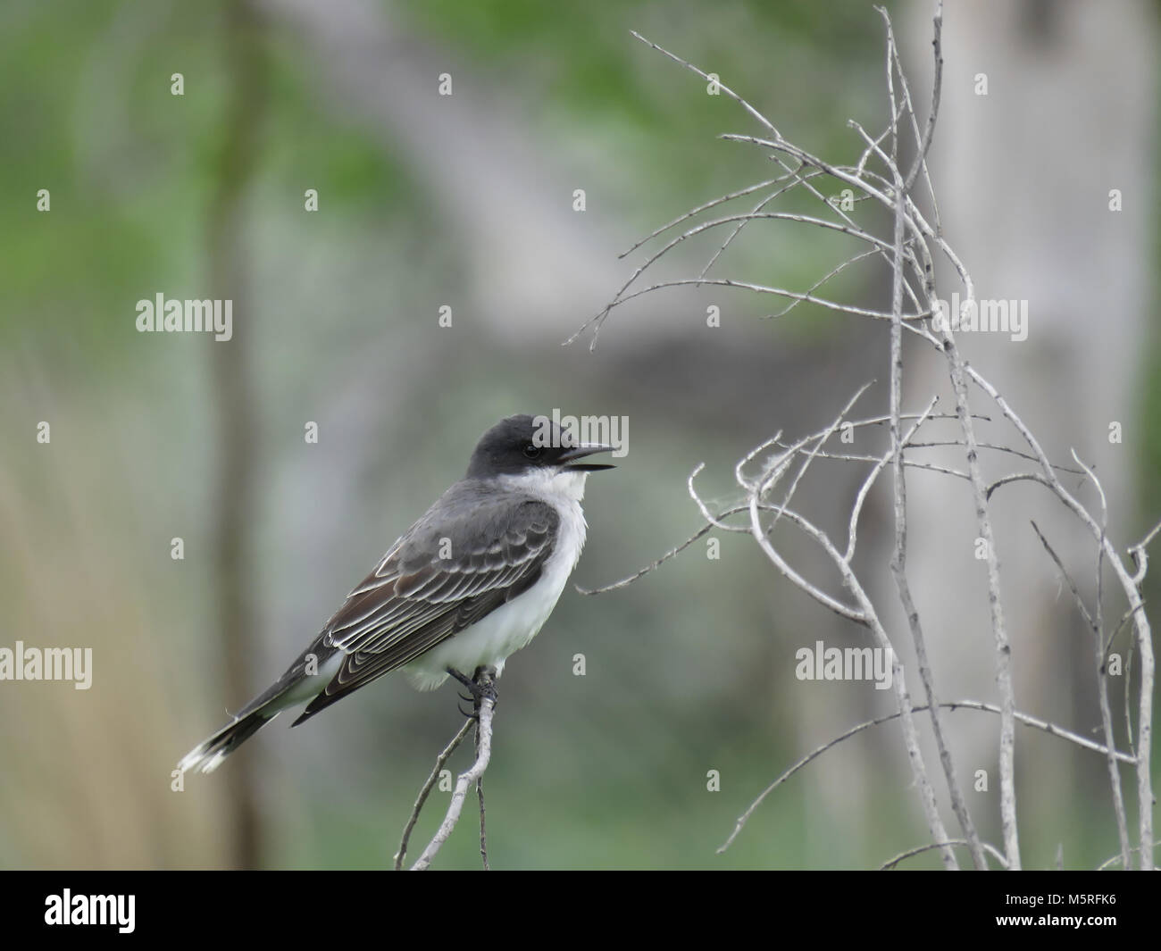 Colorado state bird hi-res stock photography and images - Alamy