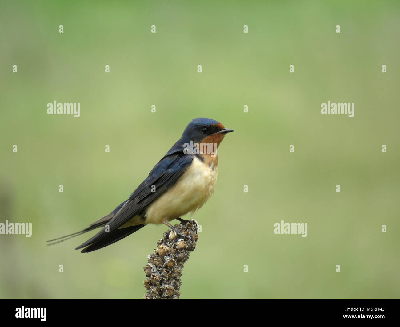 Colorado State Bird High Resolution Stock Photography and Images - Alamy