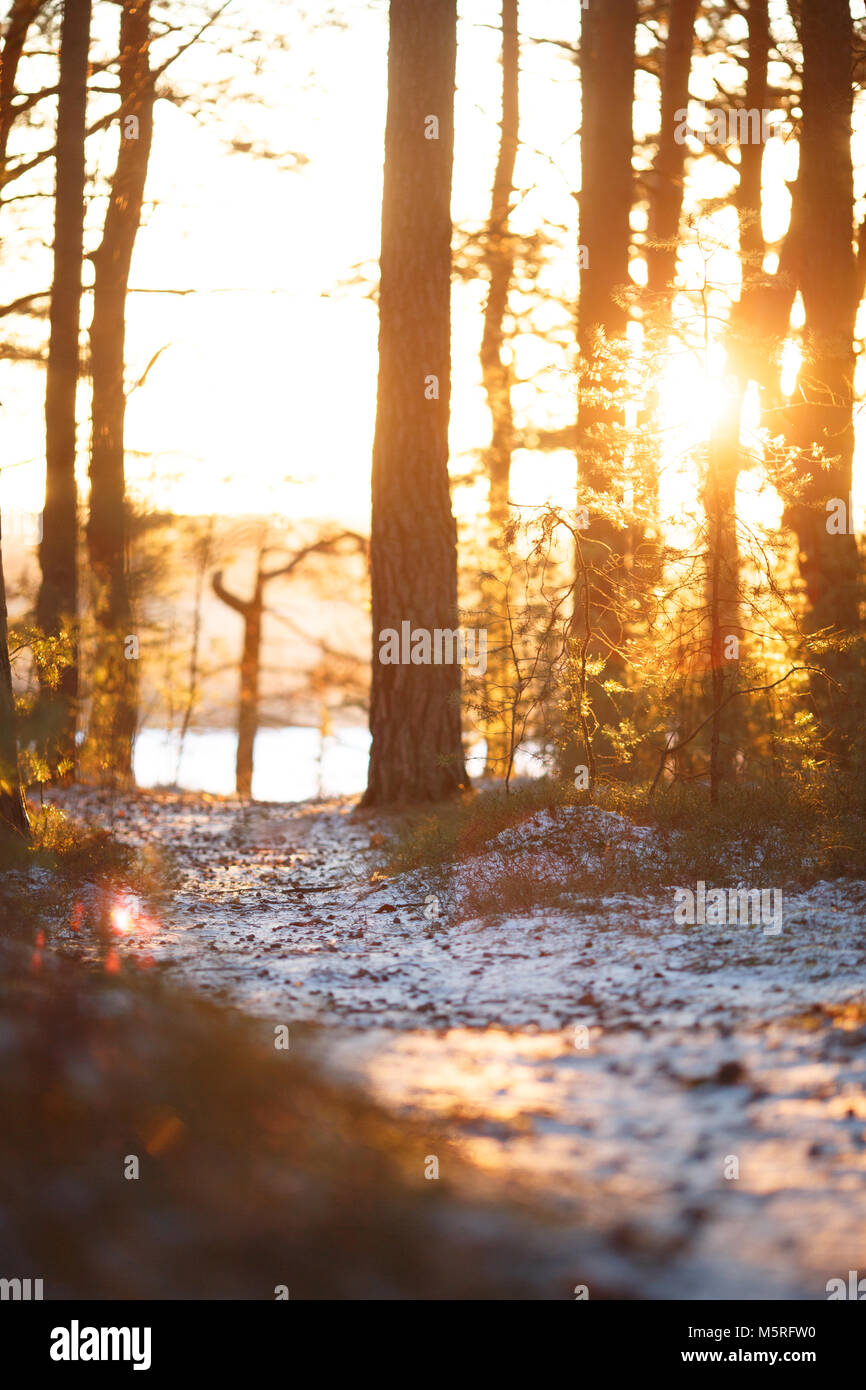 Picture of winter trees, snow, sunlight Stock Photo - Alamy