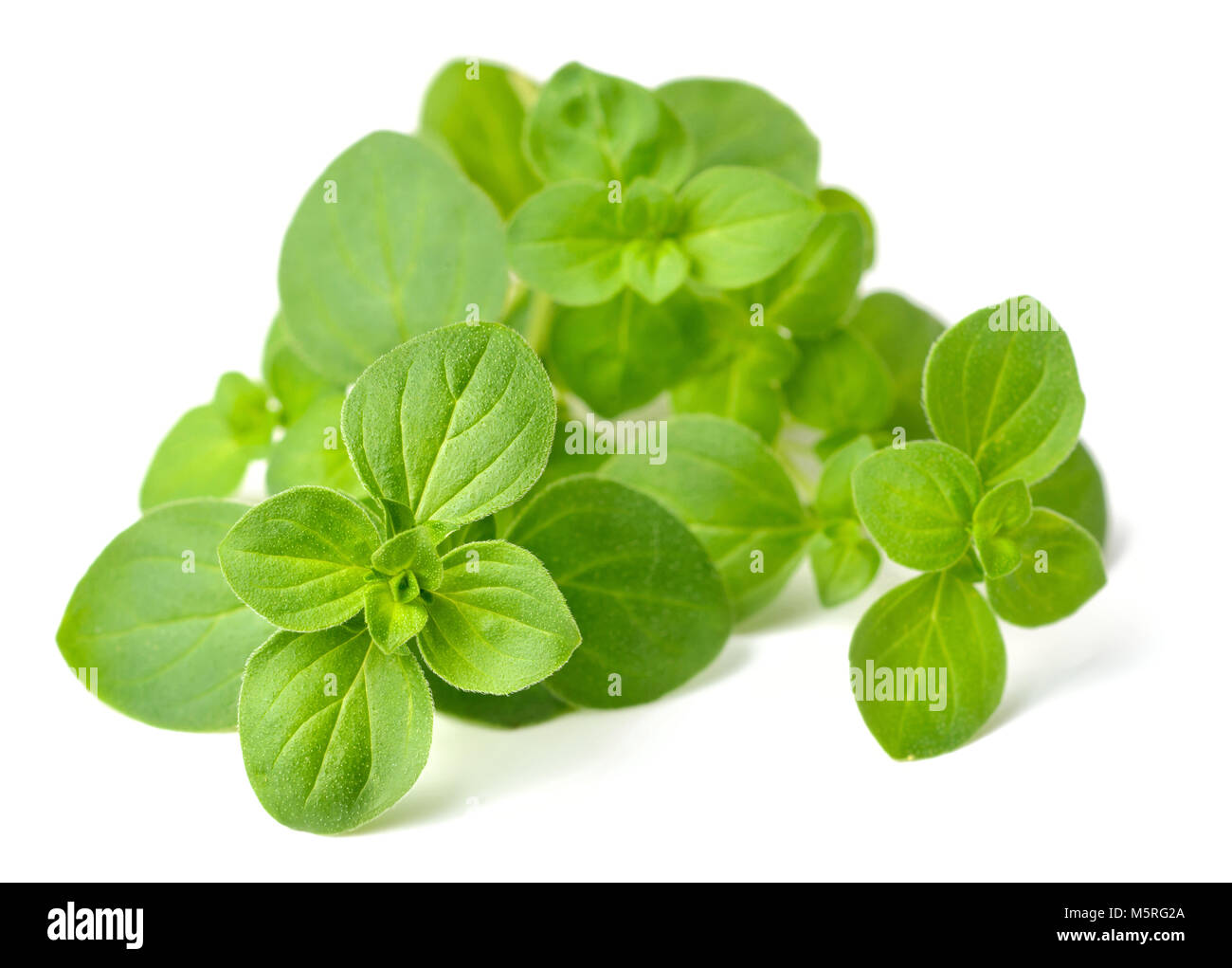 Wild oregano Cut Out Stock Images & Pictures - Alamy