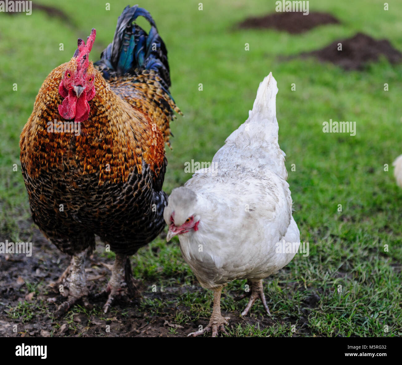 Chicken and Hen walking side by side Stock Photo - Alamy