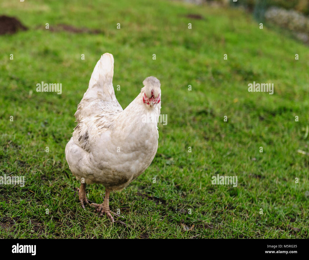 Chicken Walking freely Stock Photo - Alamy