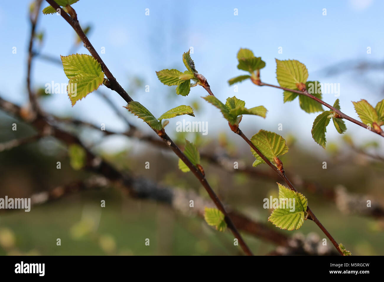 fresh spring leaves on a tree Stock Photo - Alamy
