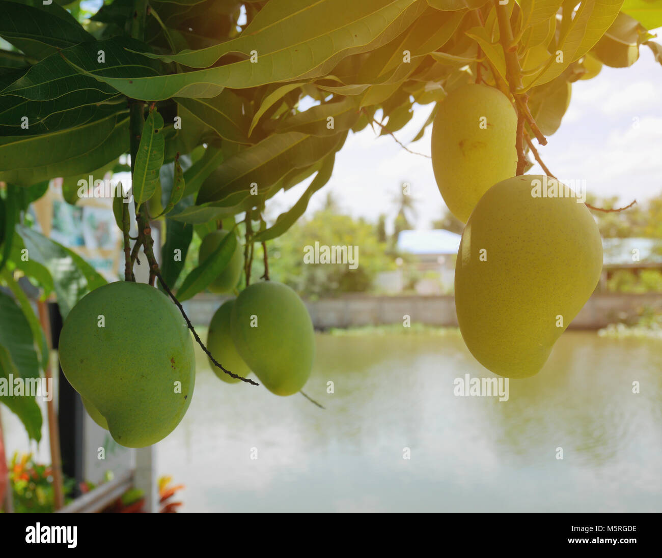 Fresh green mangoes on trees. In many countries, mangoes are eaten ...