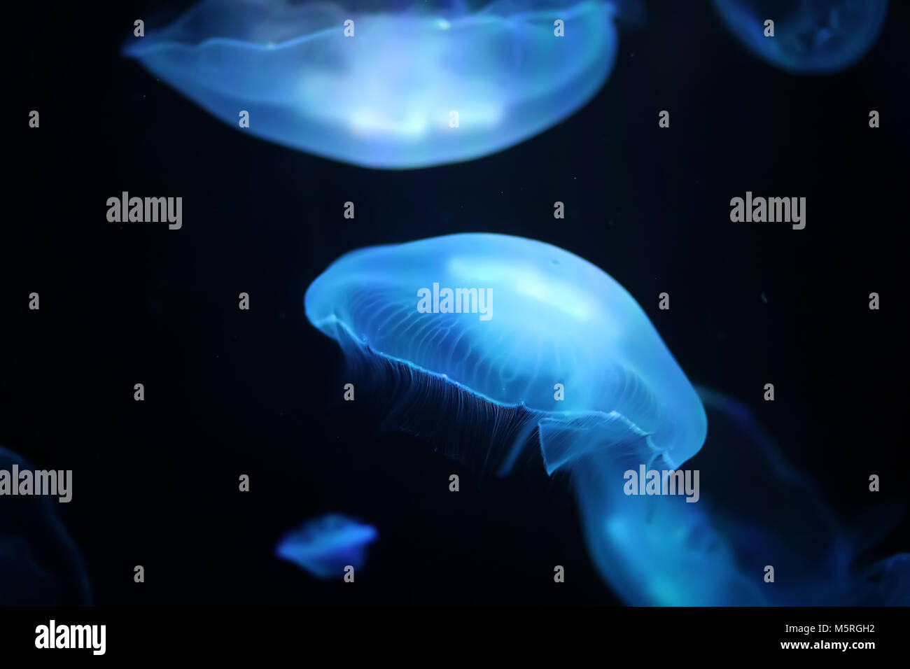 Multicolored jellyfish swim under water Stock Photo - Alamy