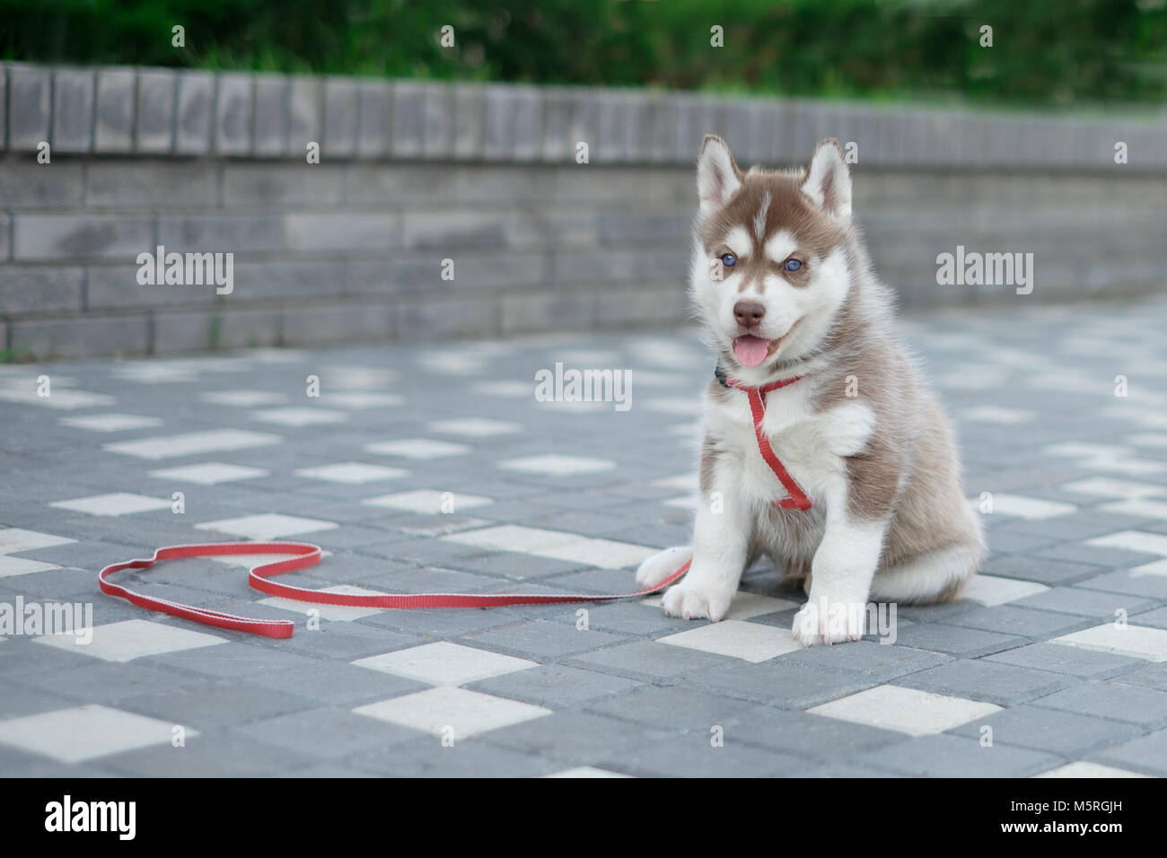 Alaskan Husky Puppy High Resolution Stock Photography and Images - Alamy