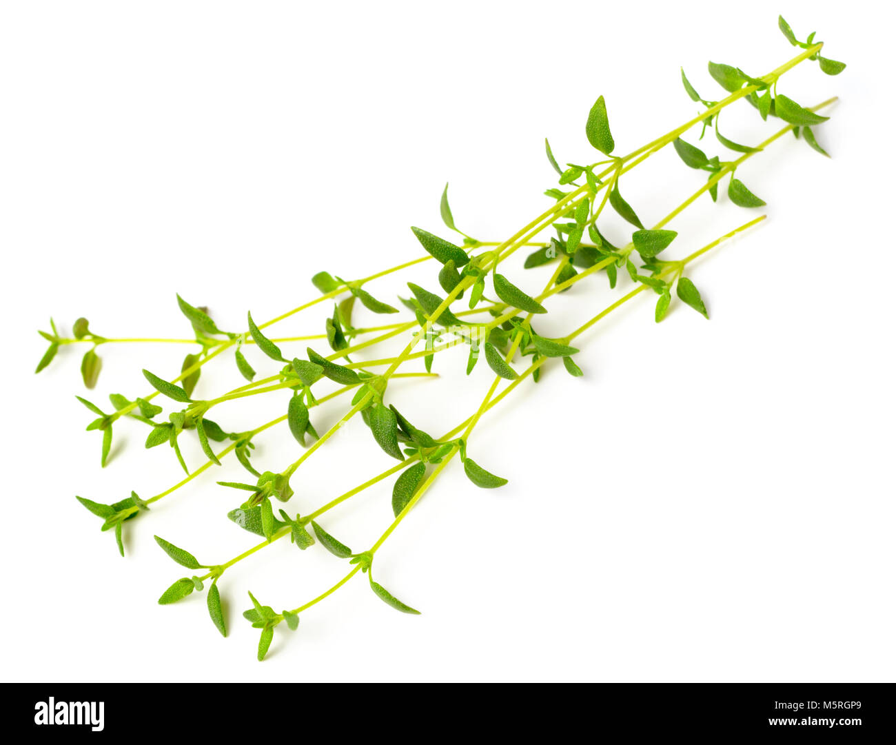 fresh herb, thyme isolated on white background Stock Photo - Alamy