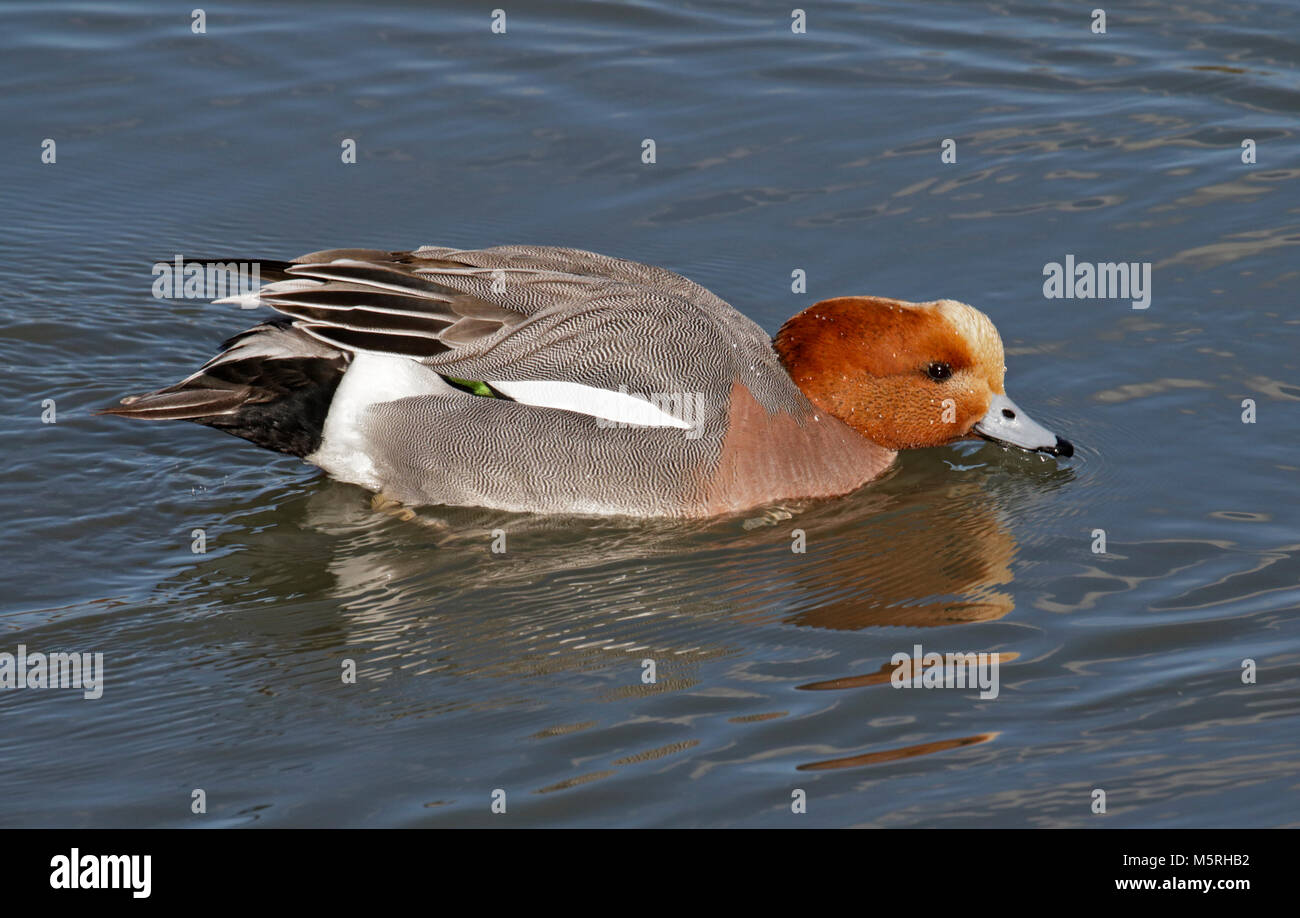 Male eurasian wigeons duck hi-res stock photography and images - Alamy