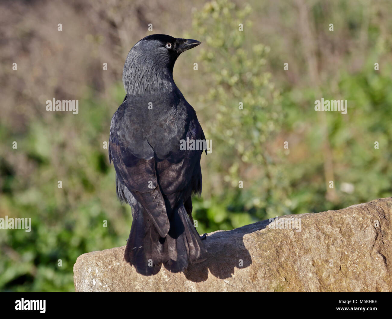 English jackdaws hi-res stock photography and images - Alamy