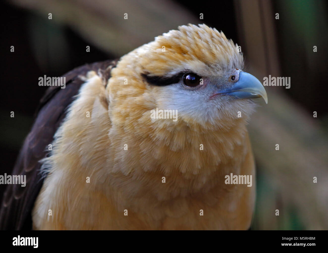 Yellow Headed Caracara (milvago chimachima Stock Photo - Alamy