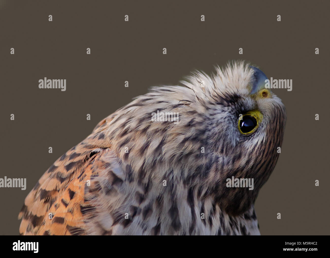 Female kestrel hi-res stock photography and images - Alamy