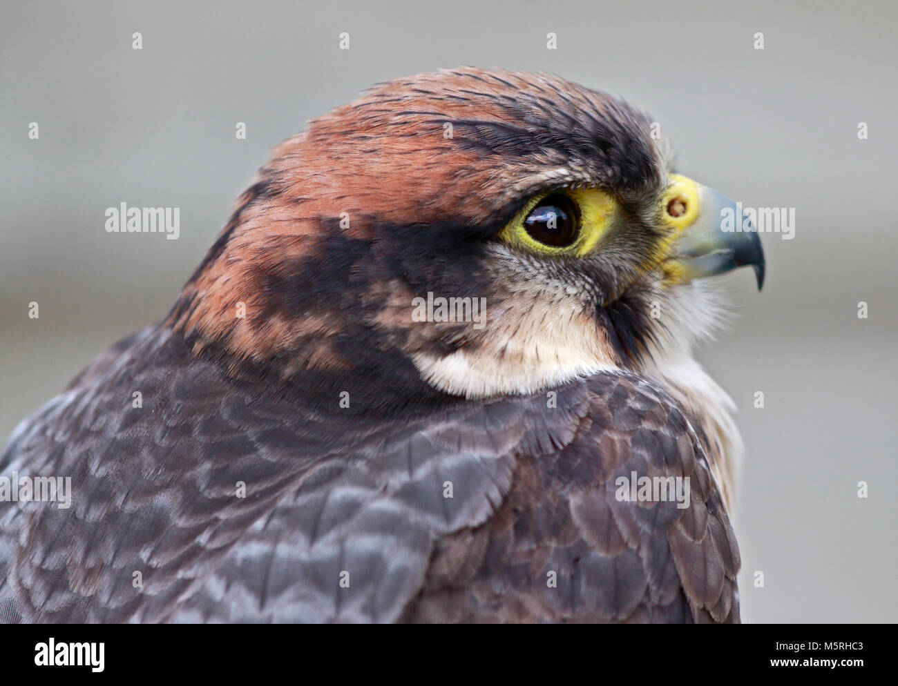 Peregrine lanner falcon cross hi-res stock photography and images - Alamy