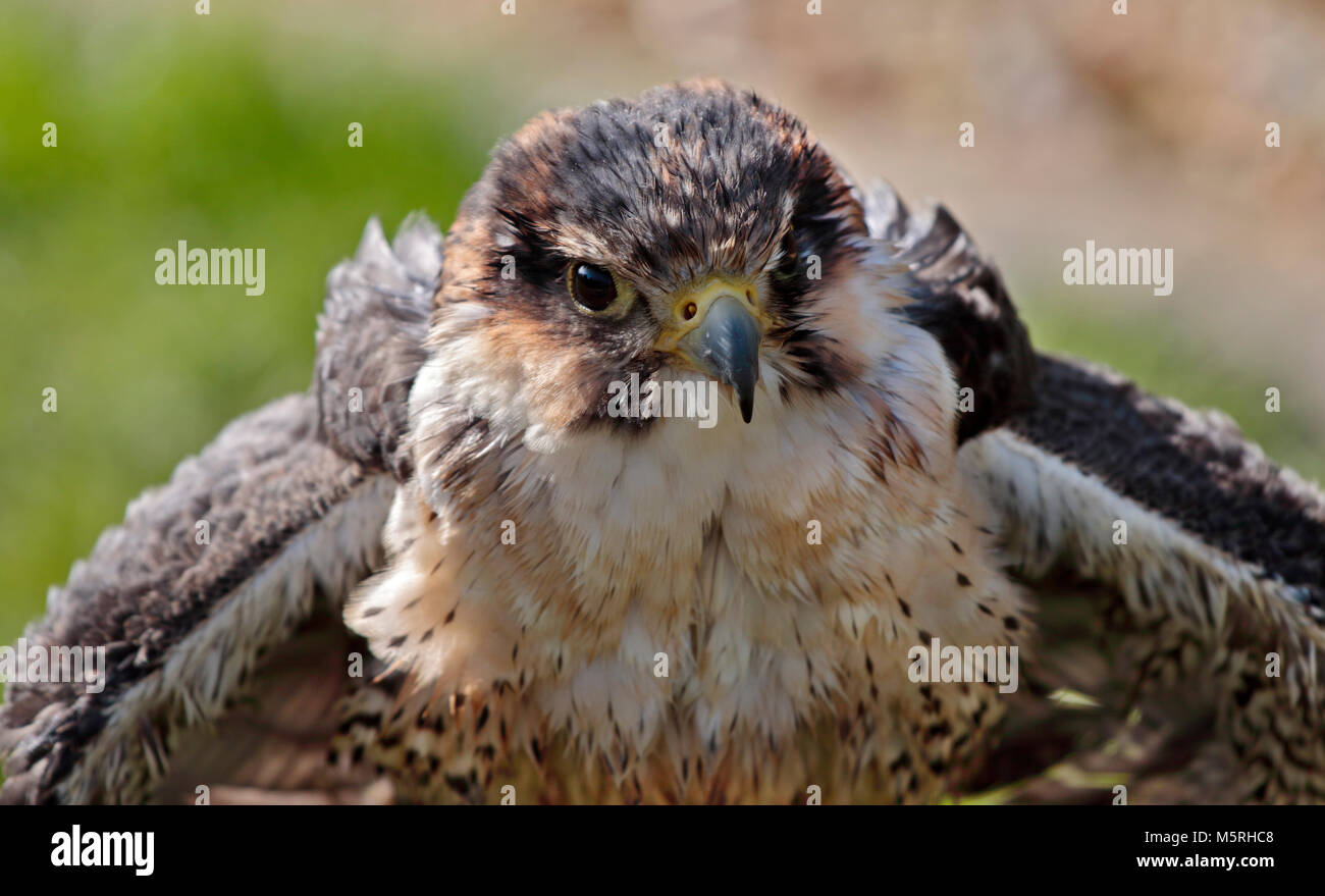 Peregrine falcon cross hi-res stock photography and images - Alamy