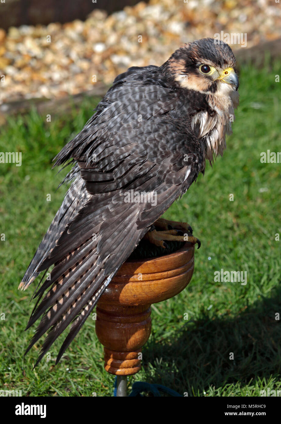 Peregrine falcon england hi-res stock photography and images - Alamy