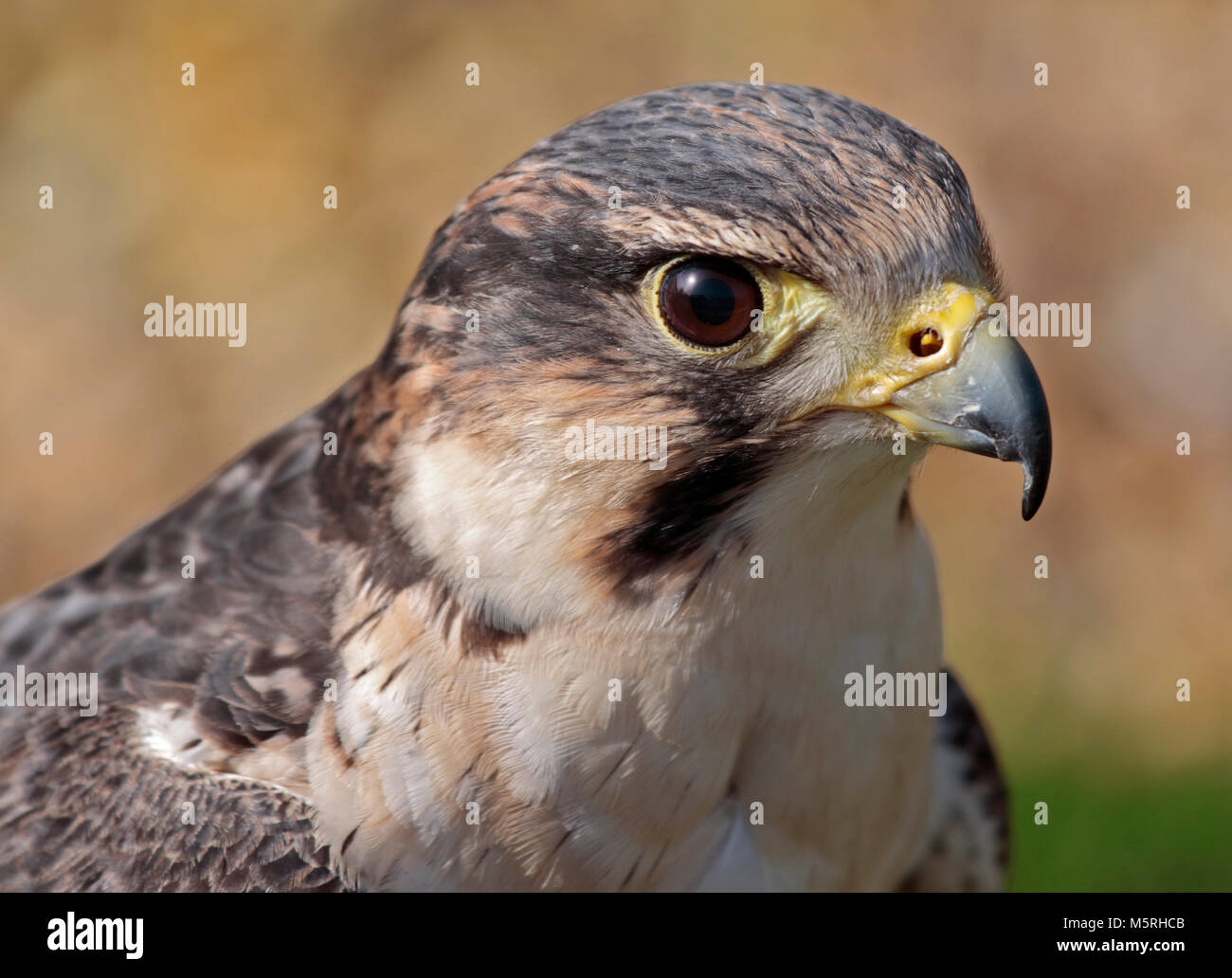 Peri-Lanner cross Falcon, UK Stock Photo - Alamy