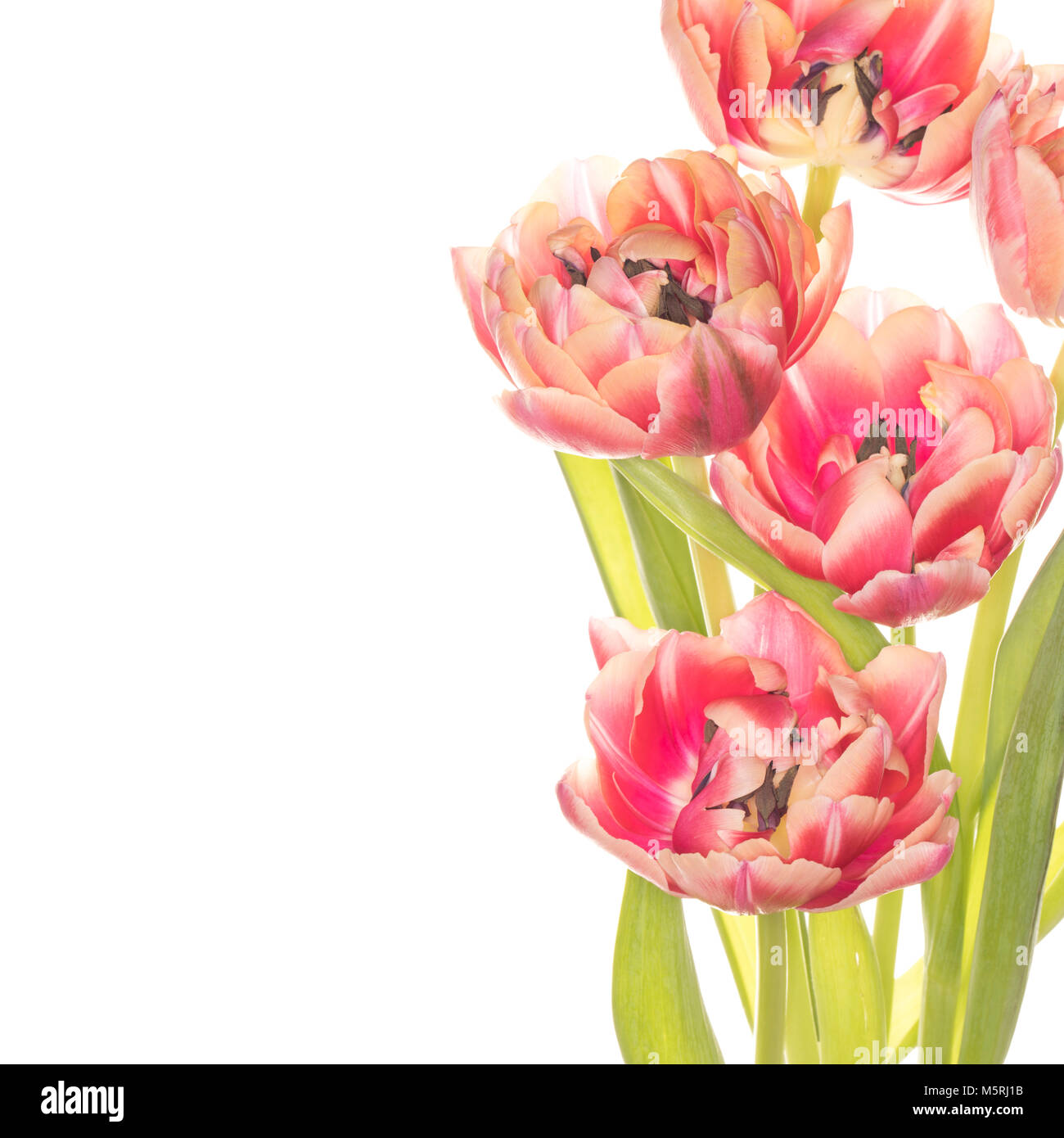 Side border hi-res stock photography and images - Alamy