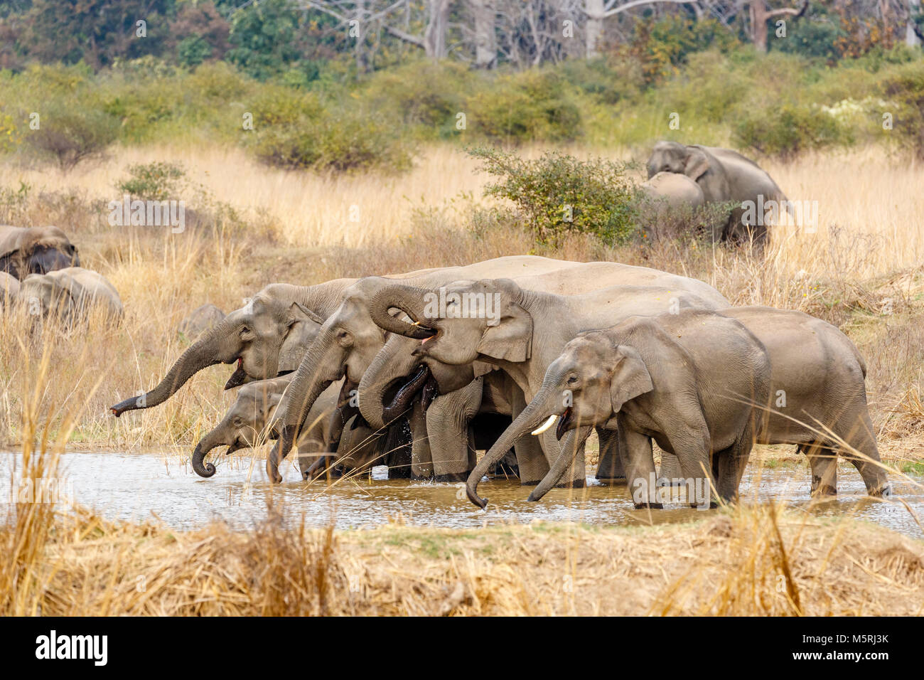 Elephas Maximus Herbivore High Resolution Stock Photography and Images ...
